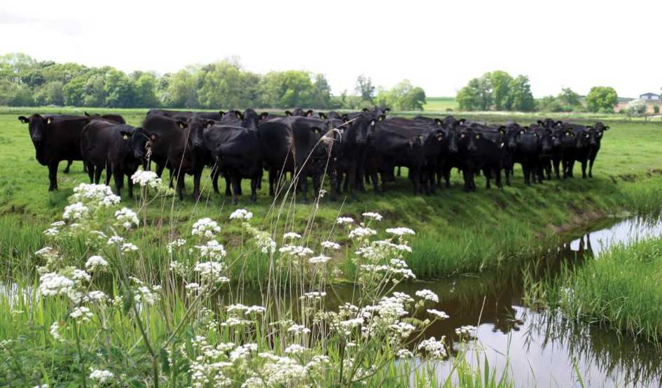 Cattle rustlers take five Aberdeen Angus from farm near Redditch - The ...