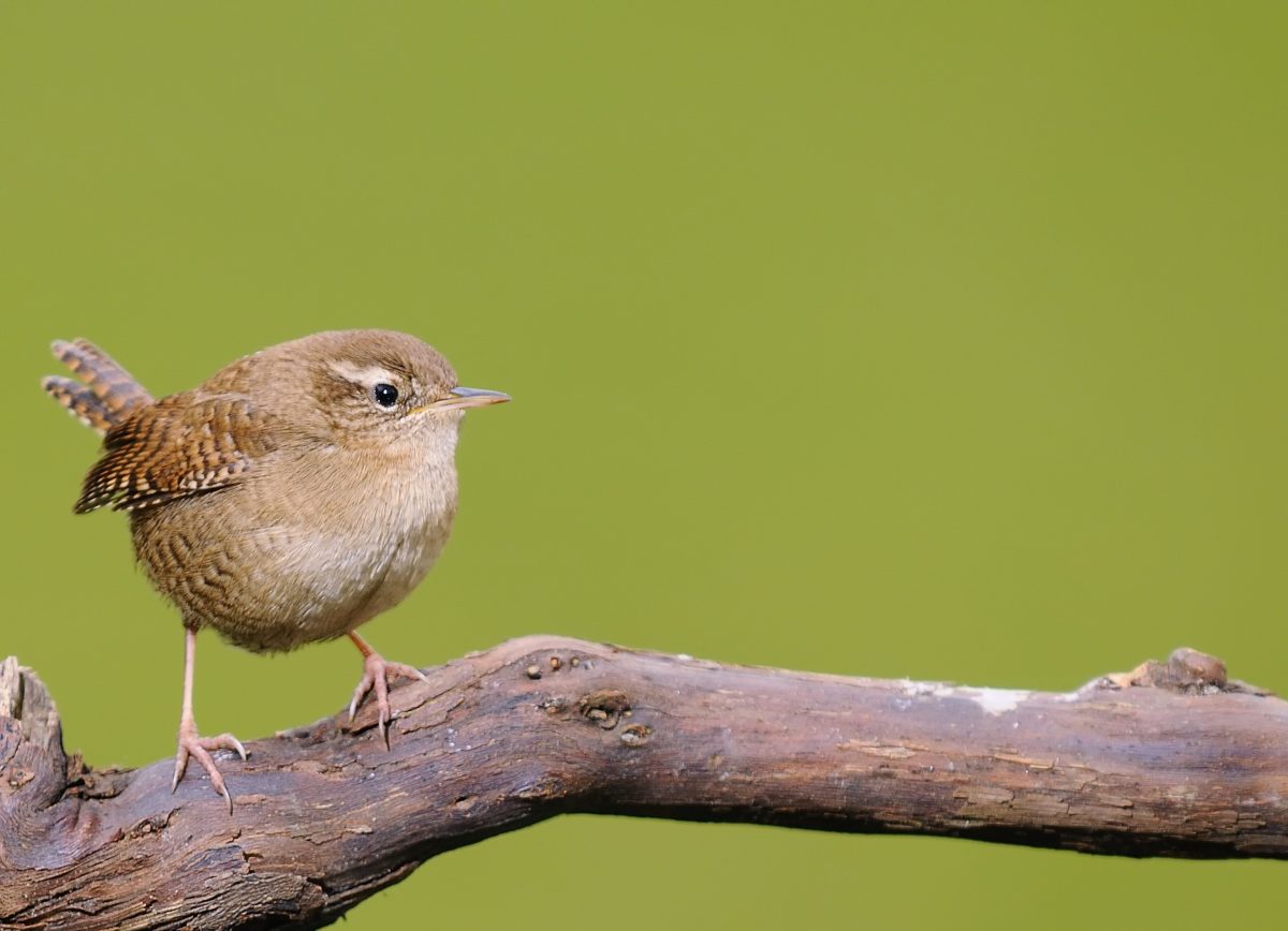 Wren named the UK's most common bird - but how many are there? - The ...