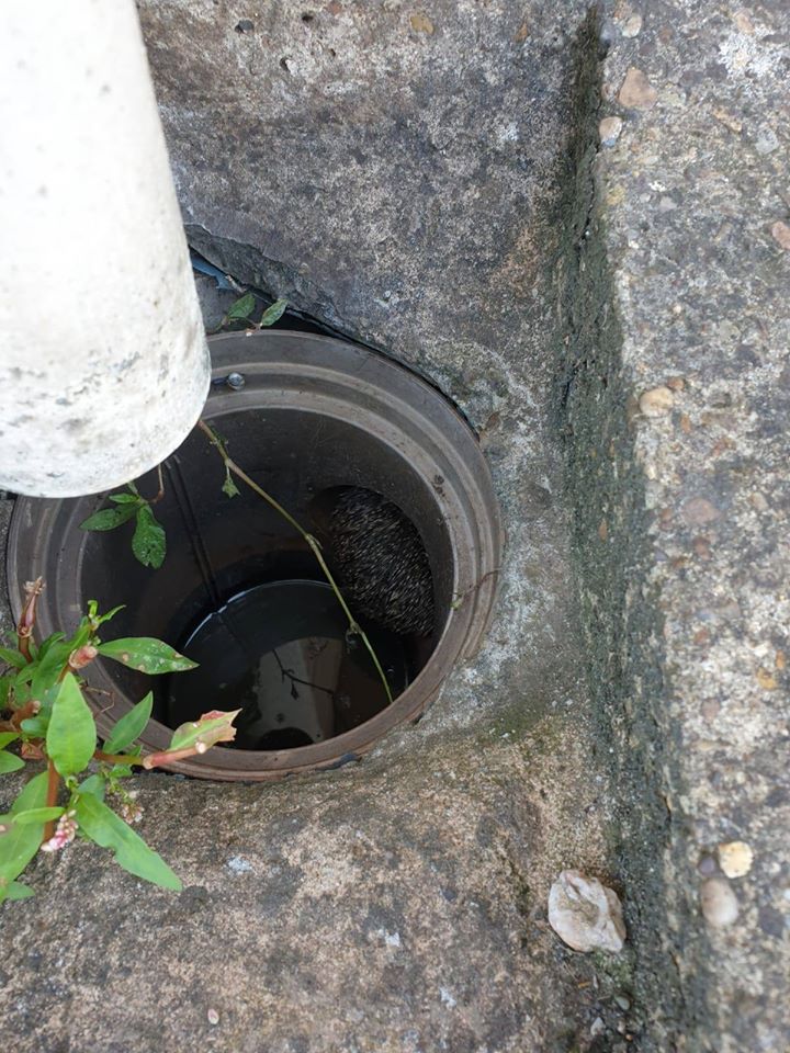 Willows to the rescue as thirsty hedgehog gets stuck in drain - The ...