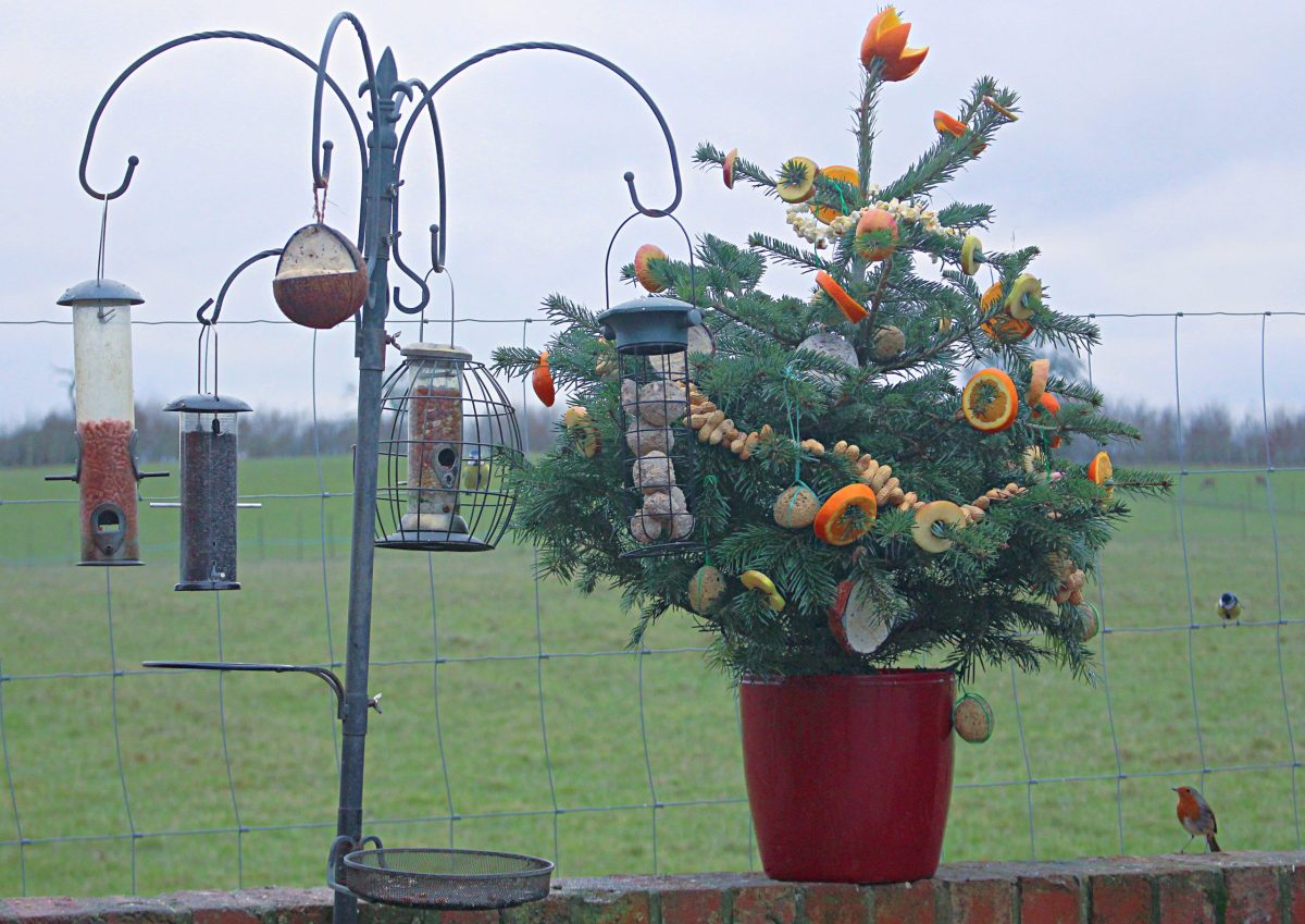 Wish your neighbourhood birds a very BERRY Christmas! - The Redditch ...