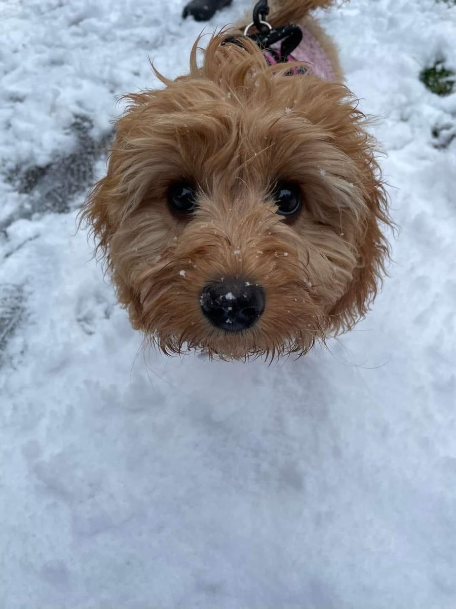YOUR PICTURES- Redditch Standard readers send in their snaps of the ...