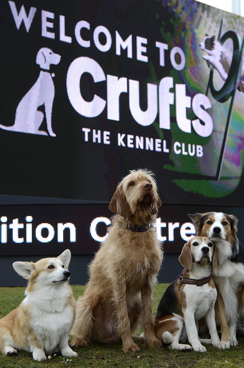 Hounds head to the NEC for Crufts 2023 - The Redditch Standard