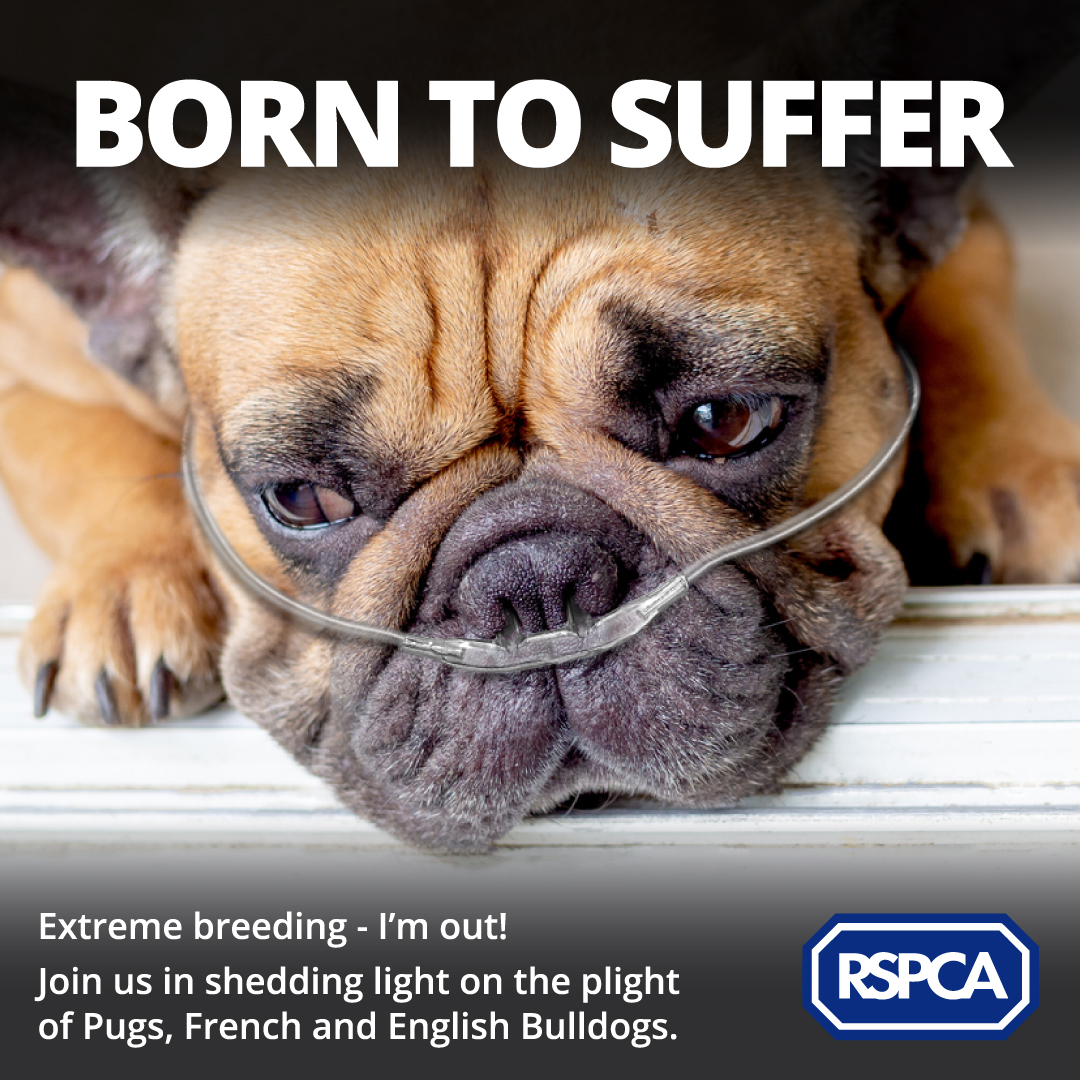 West Midlands deems breeding dogs with genetic health problems ...