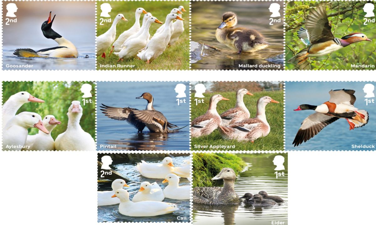 PICTURE SPECIAL - Royal Mail's new 'quacking' set of duck stamps really ...