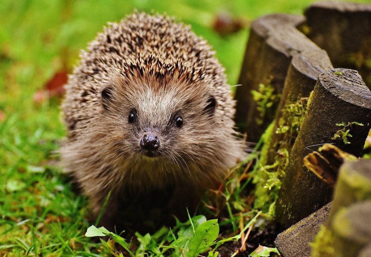 Britain urged to act as Hedgehog Awareness Week launches nationwide ...