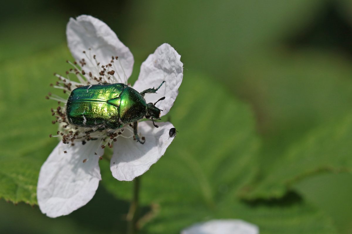 Appeal for sightings of 'green metallic beetle which has moved into ...